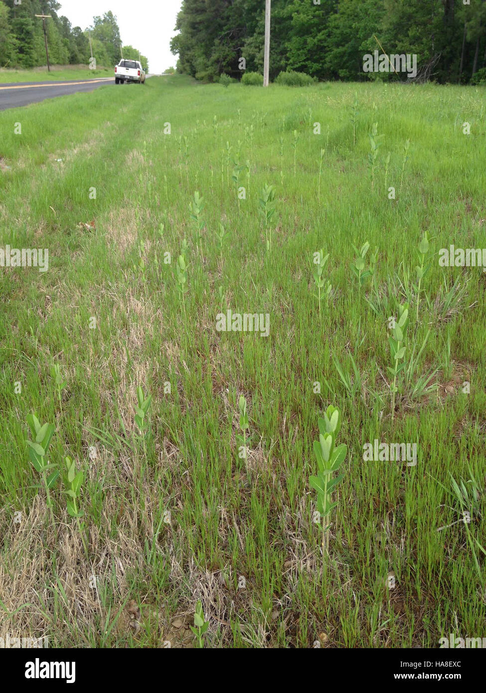 Roadside milkweed in Arkansas, a key plant species that supports ...
