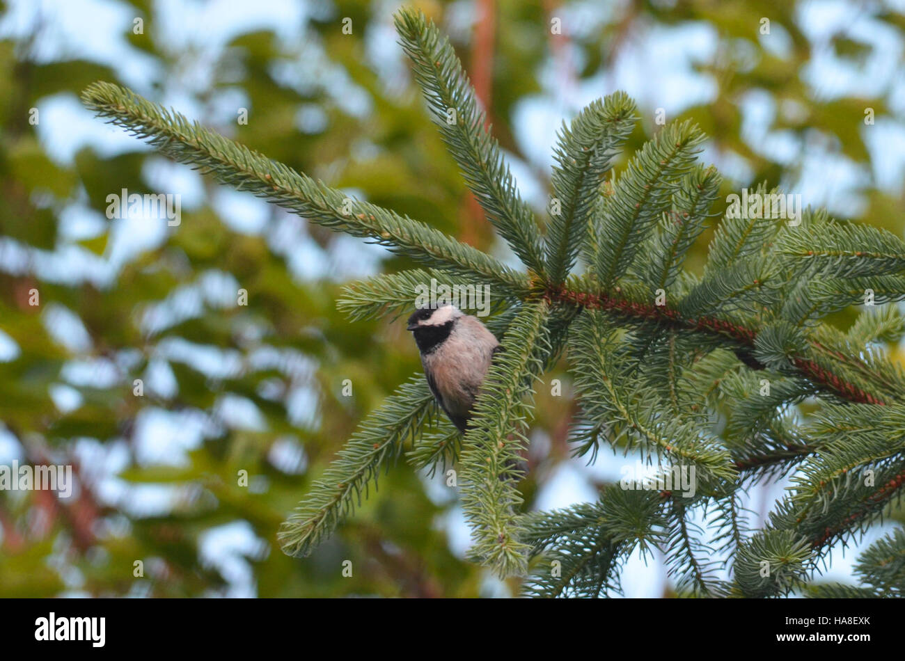 A chickadee seen in a national park represents the thriving bird ...