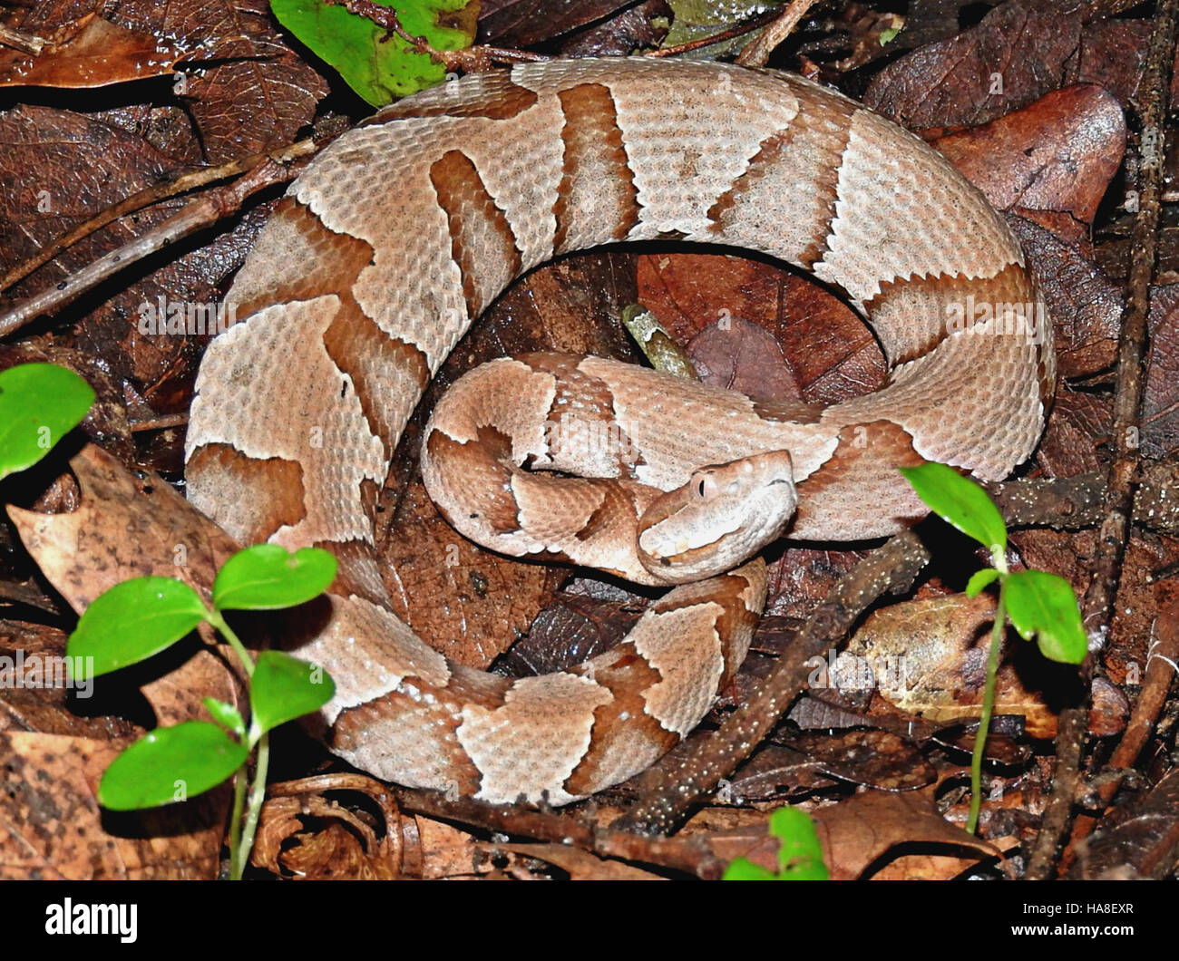 A Copperhead snake is photographed in its natural habitat in a national ...