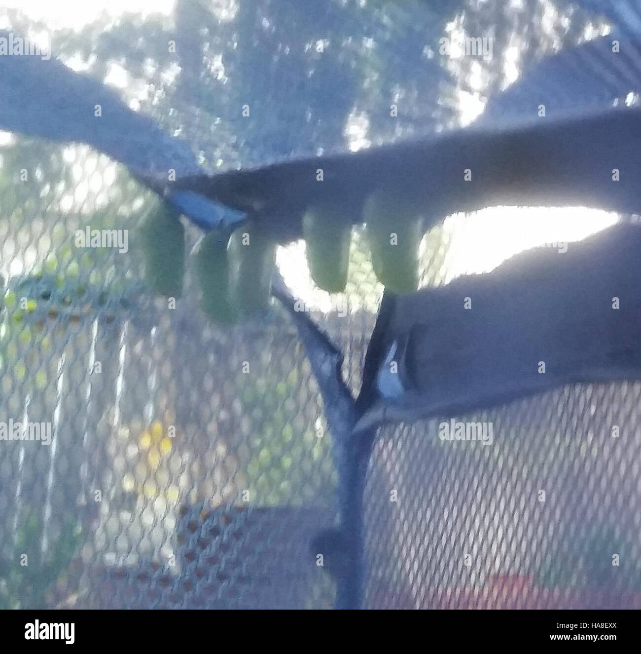 Monarch butterflies in California National Park form chrysalises, an ...