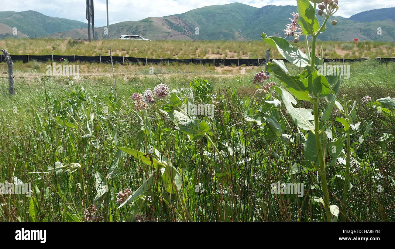 Milkweed, a critical plant for pollinators like monarch butterflies ...