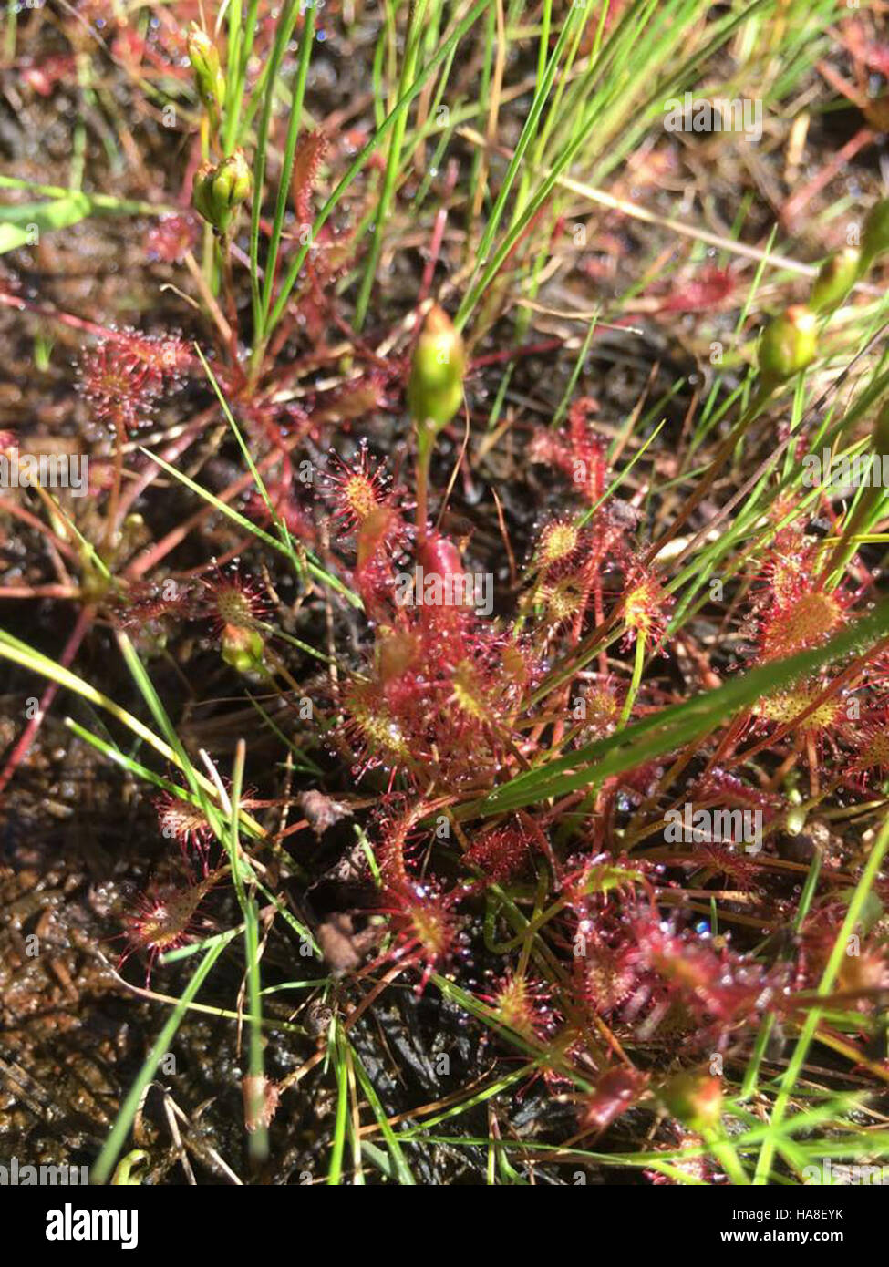 Sundew plants, a carnivorous species, thrive in the wetlands of a ...