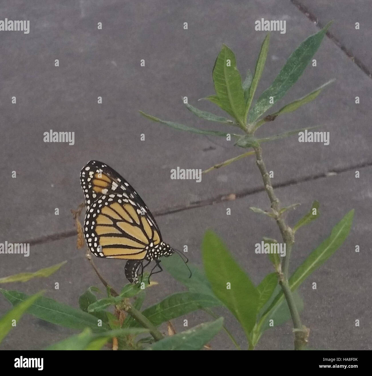 This photograph features a *Monarch Butterfly* in *California ...