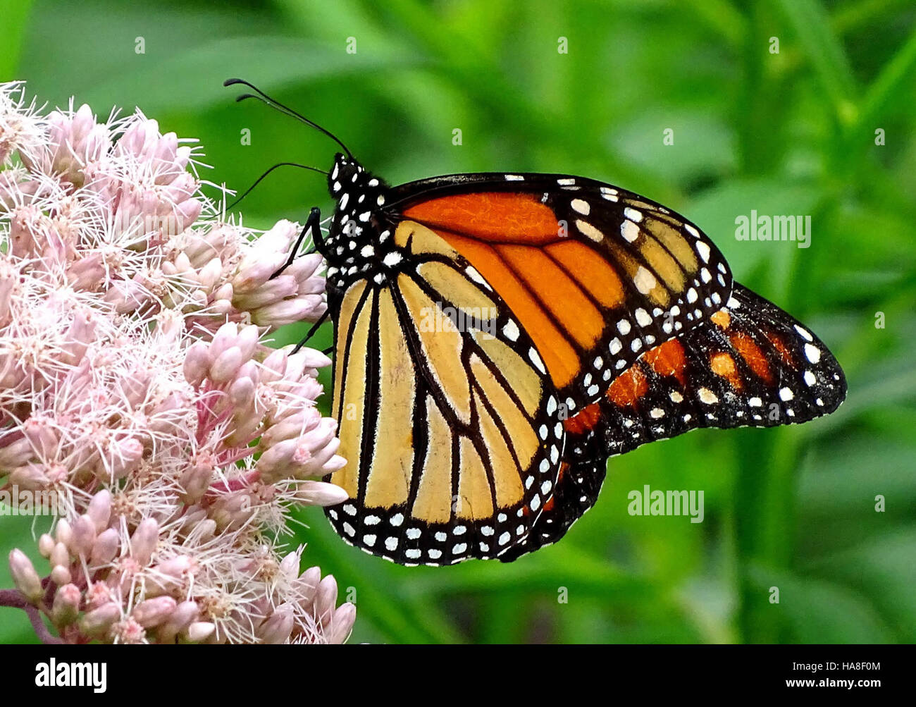 This image captures the iconic Monarch butterfly, observed in Wisconsin ...
