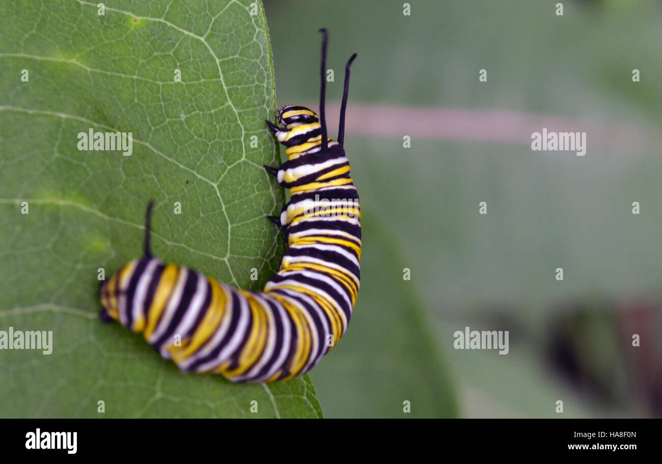 This image captures a monarch caterpillar feeding on common milkweed in ...