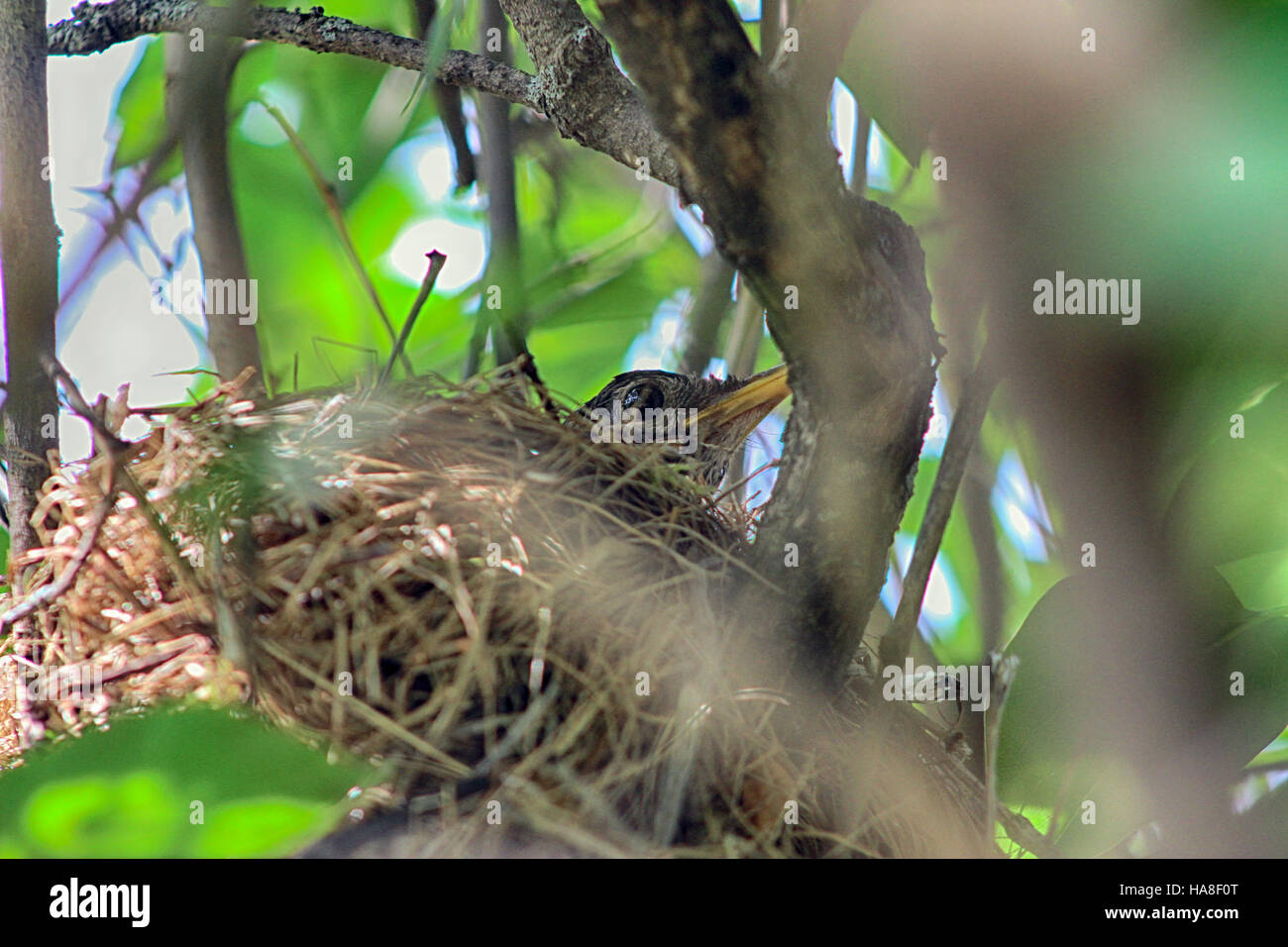 Robin nest spotted in hi-res stock photography and images - Alamy