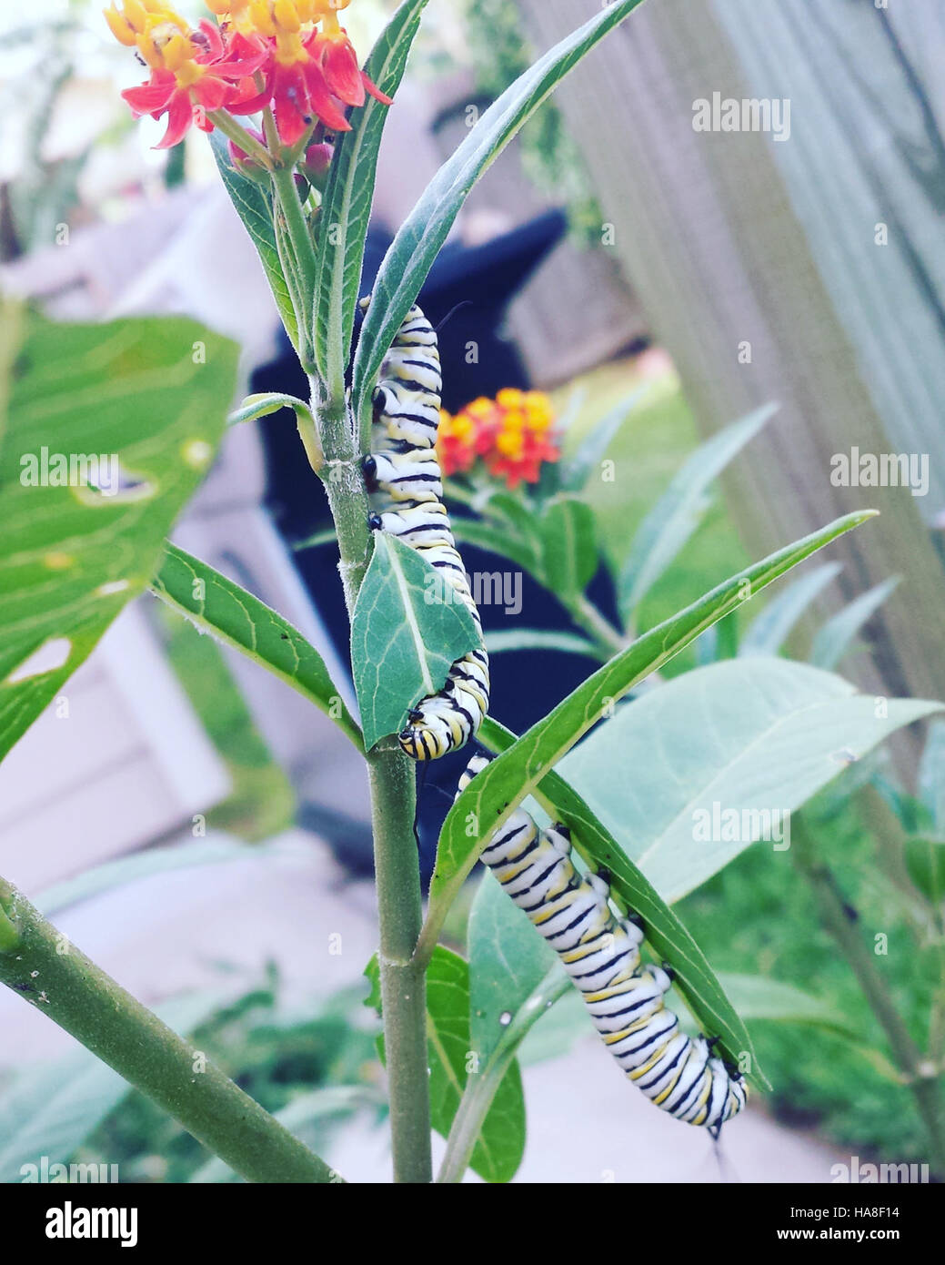 This photograph captures Monarch caterpillars in Texas, highlighting ...