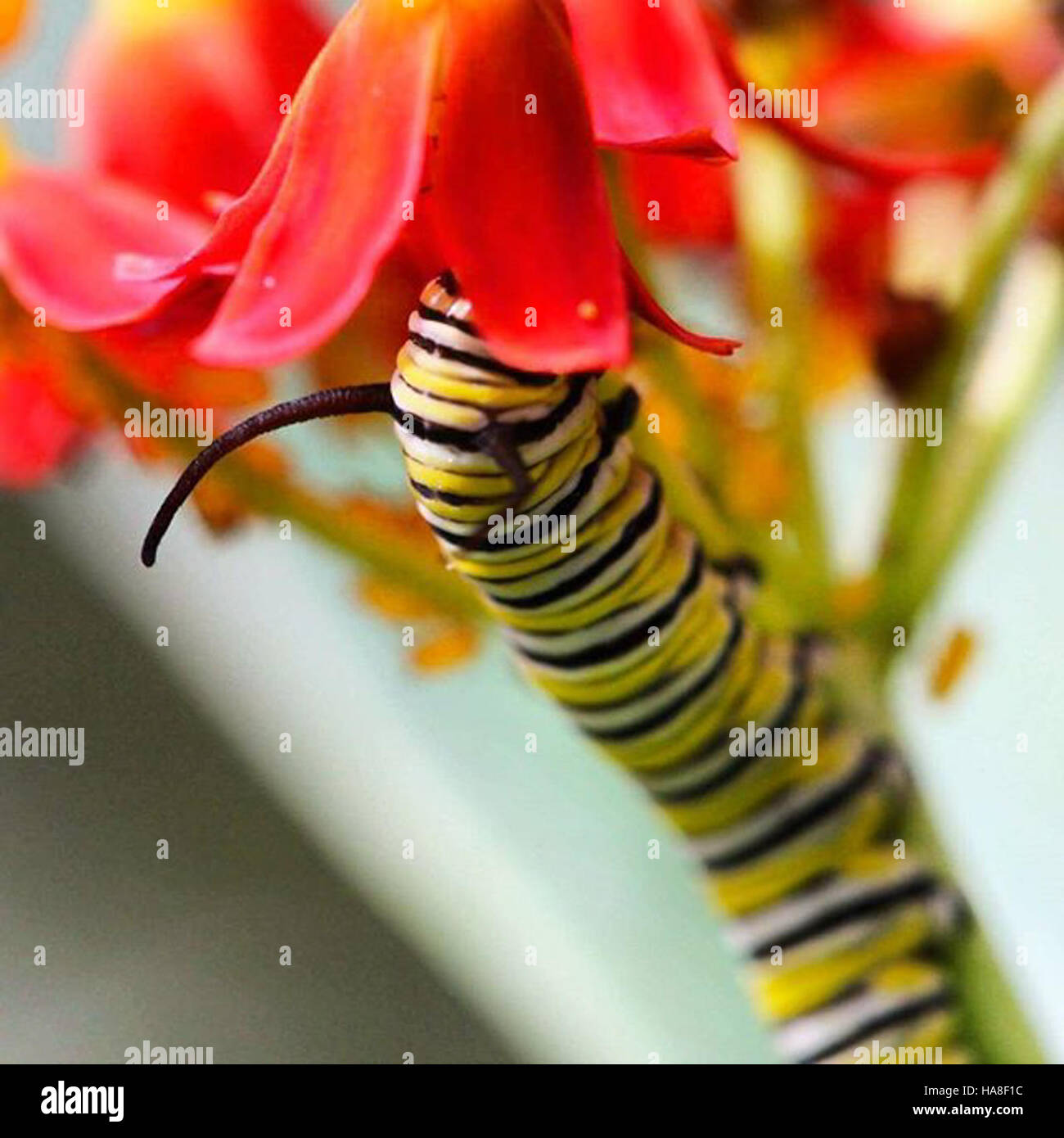 The *Monarch caterpillar* (Danaus plexippus) is an iconic species known ...