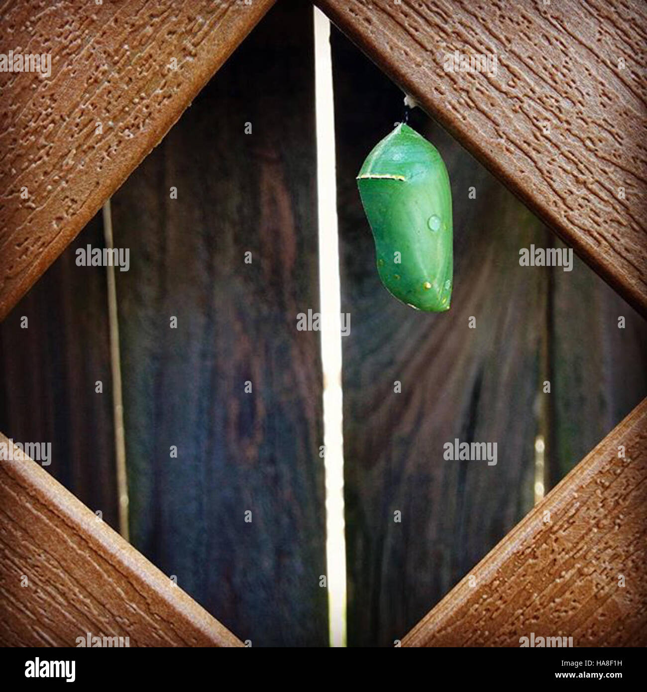 This photograph features a Monarch butterfly chrysalis, captured by the ...
