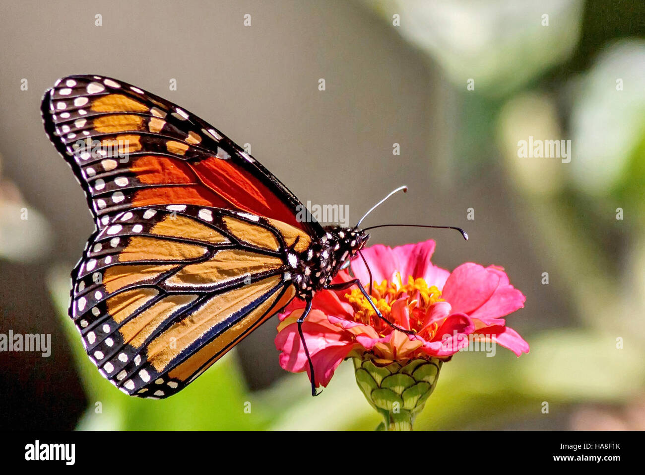 Monarch butterfly known incredible hi-res stock photography and images ...