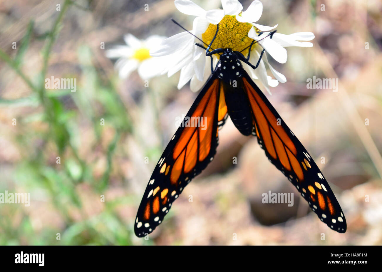 A Monarch butterfly dries its wings after emerging from the chrysalis ...