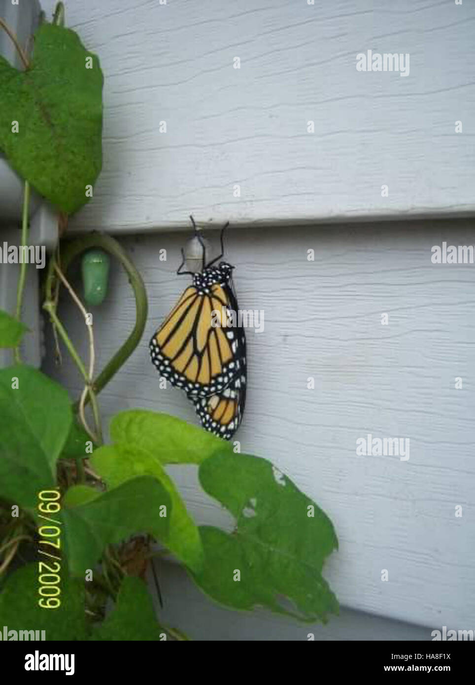 The Monarch Butterfly and Chrysalis image, captured in Indiana ...