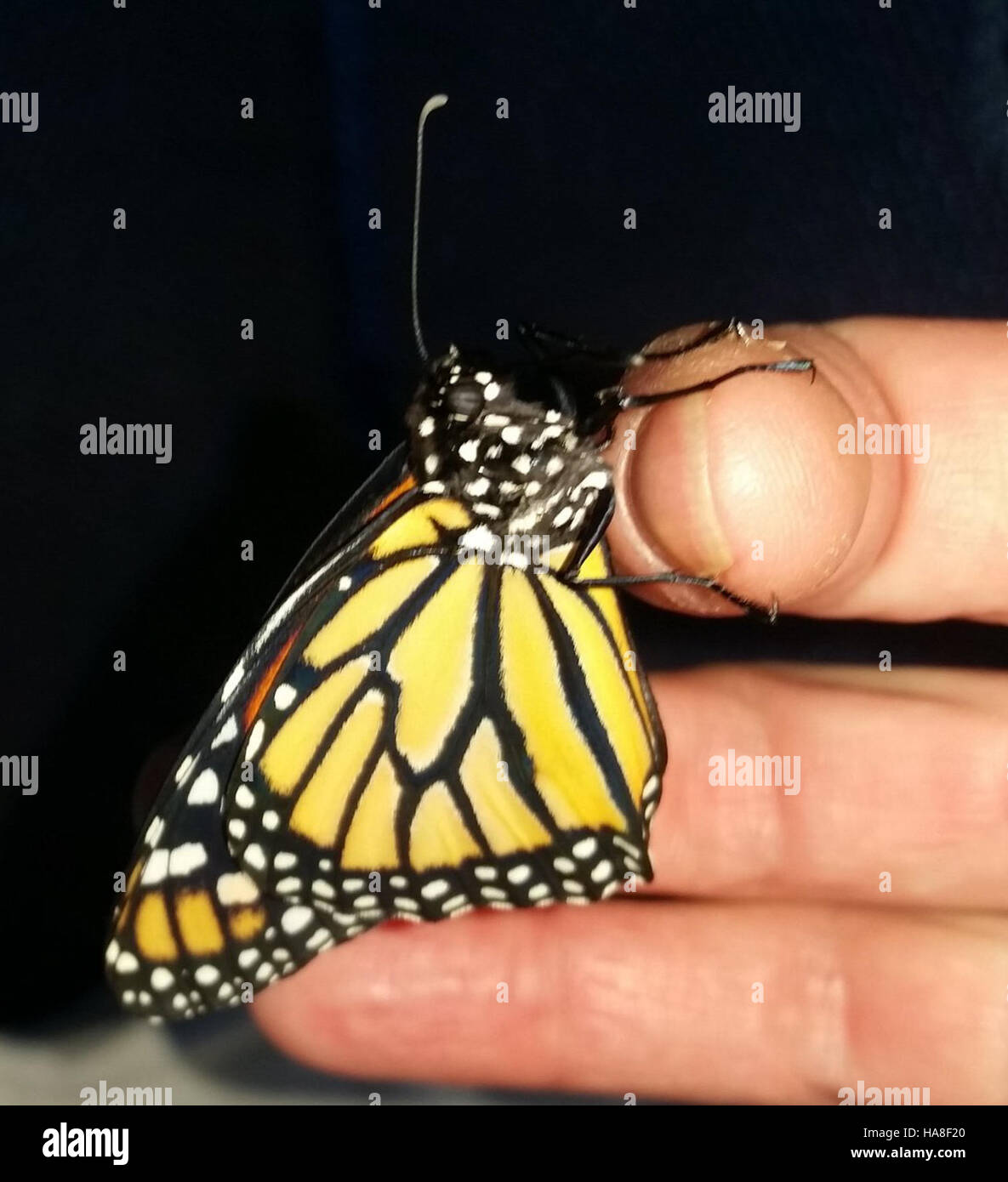 The Monarch butterfly, a striking migratory insect, is seen in ...