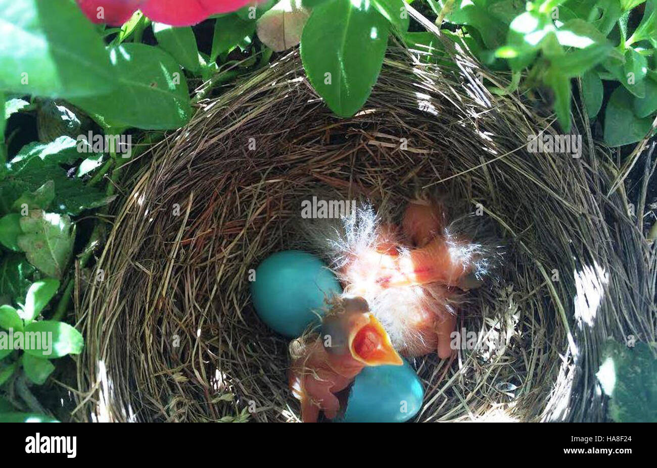 This image shows a nest of American Robin chicks, offering a glimpse ...