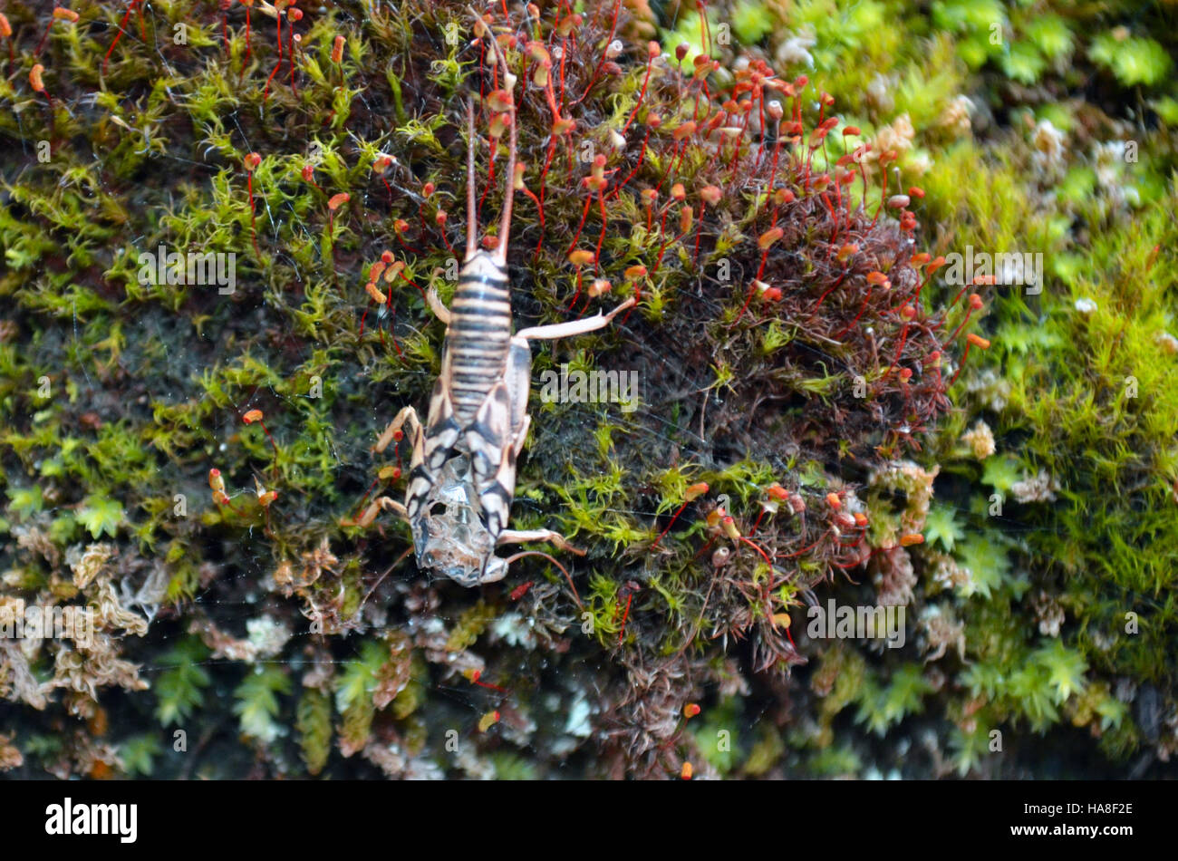 Delicate aquatic insects hi-res stock photography and images - Alamy