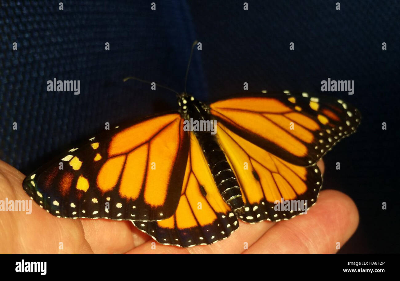Monarch butterfly shown in hi-res stock photography and images - Alamy