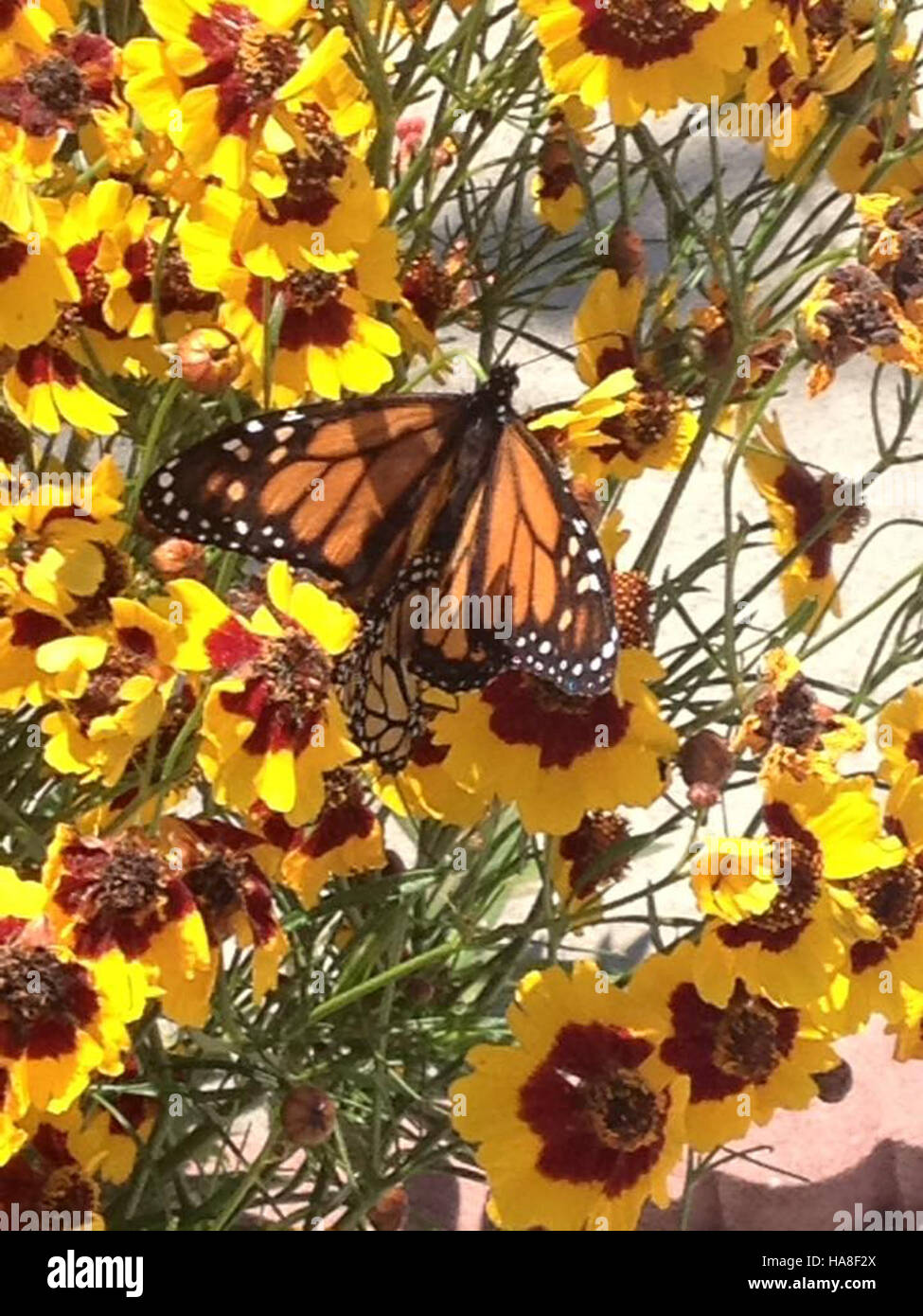 This photograph captures the Monarch butterfly in California ...