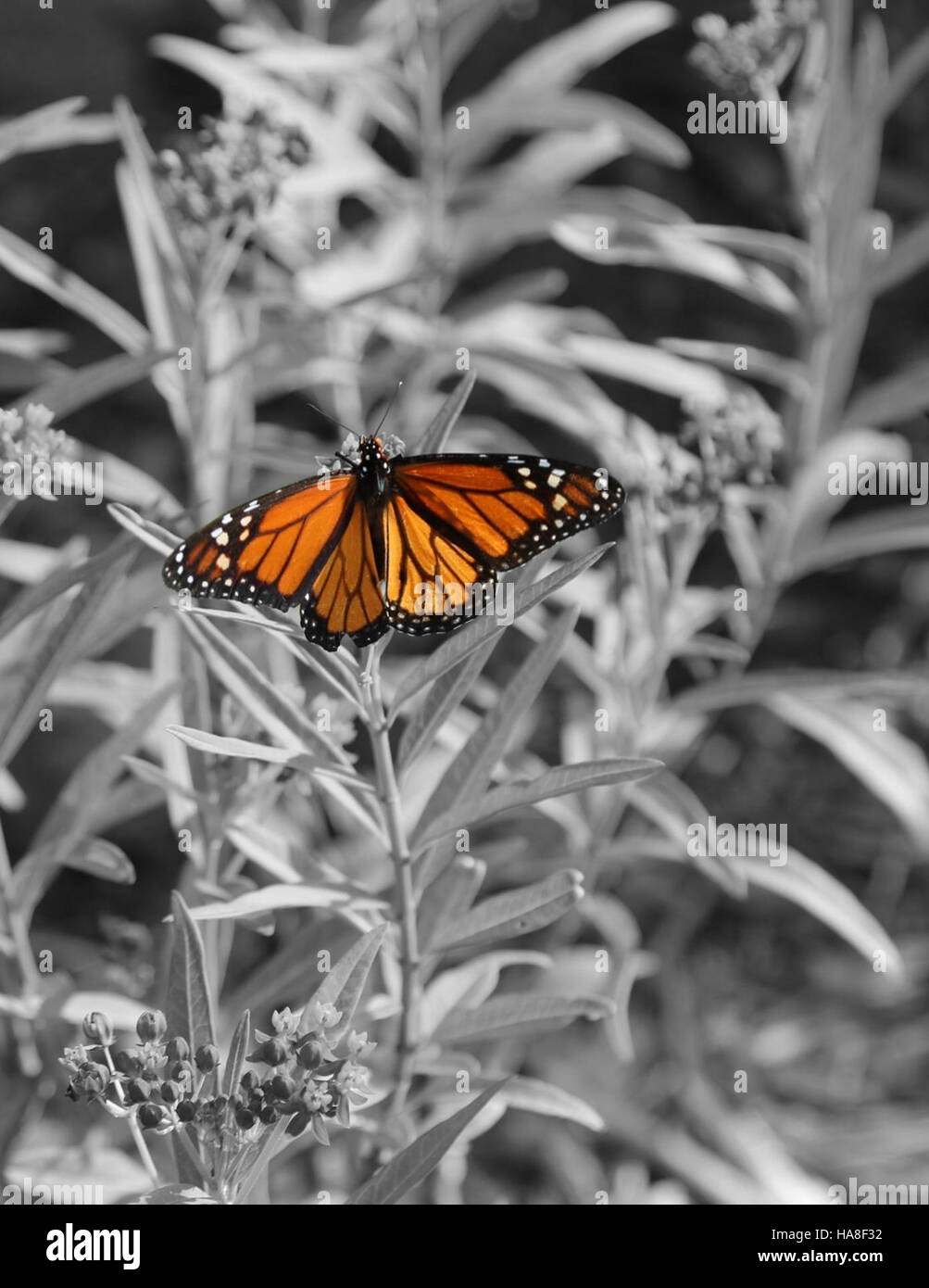 The Monarch Butterfly (Danaus plexippus) is seen in its natural habitat ...