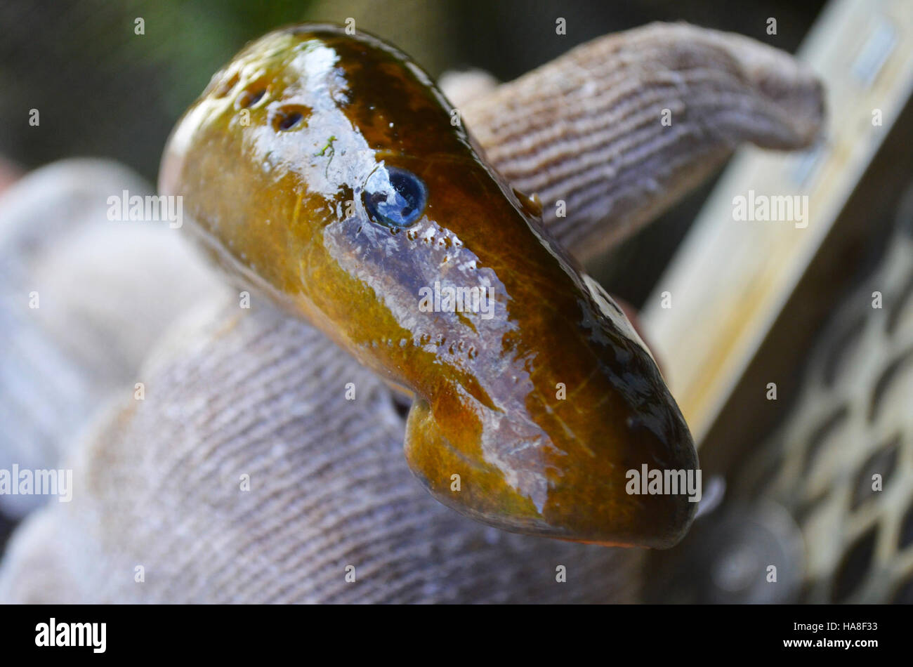 The image shows the face of a sea lamprey, a parasitic fish native to ...