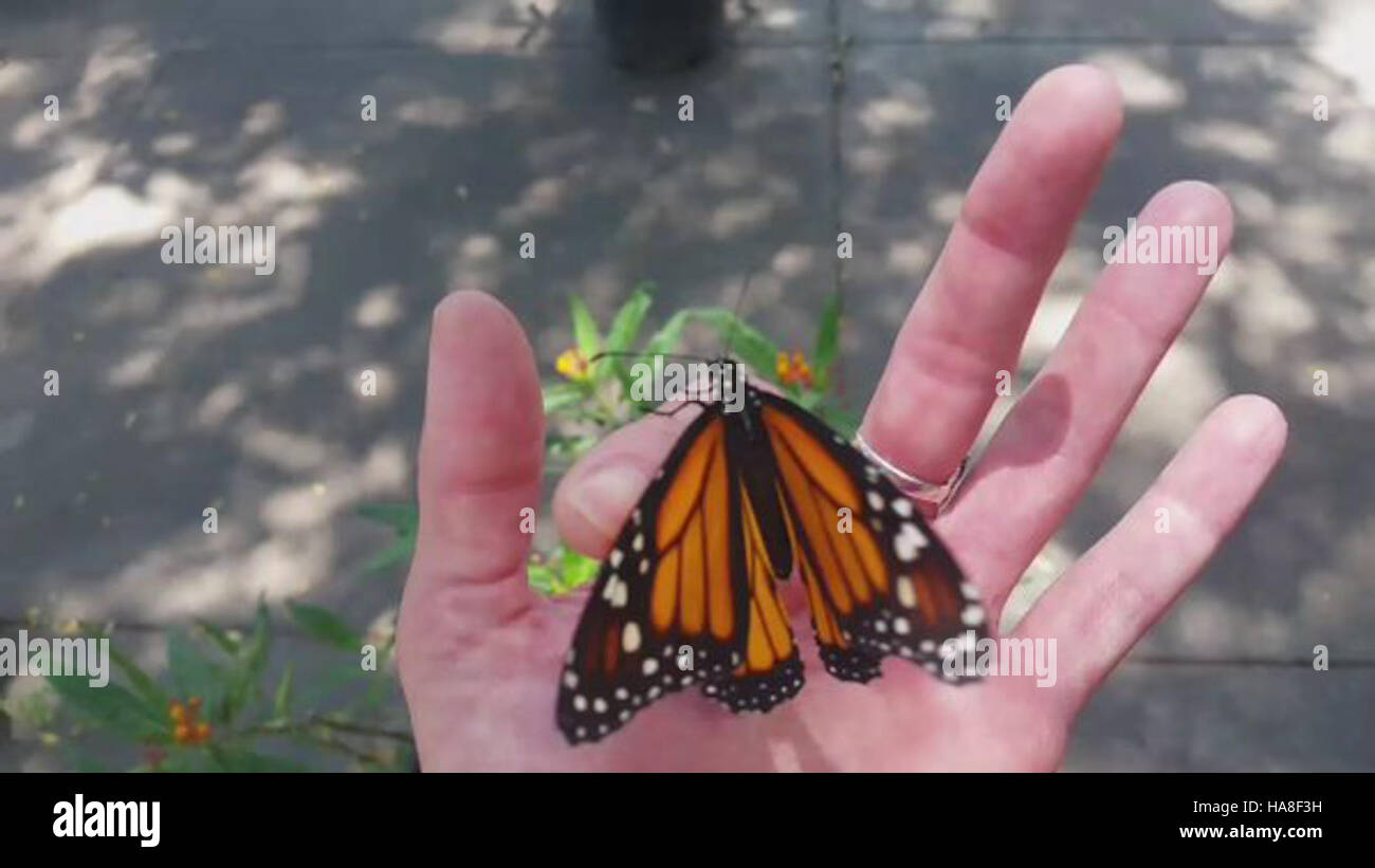 The Monarch butterfly is captured in its natural habitat in California ...