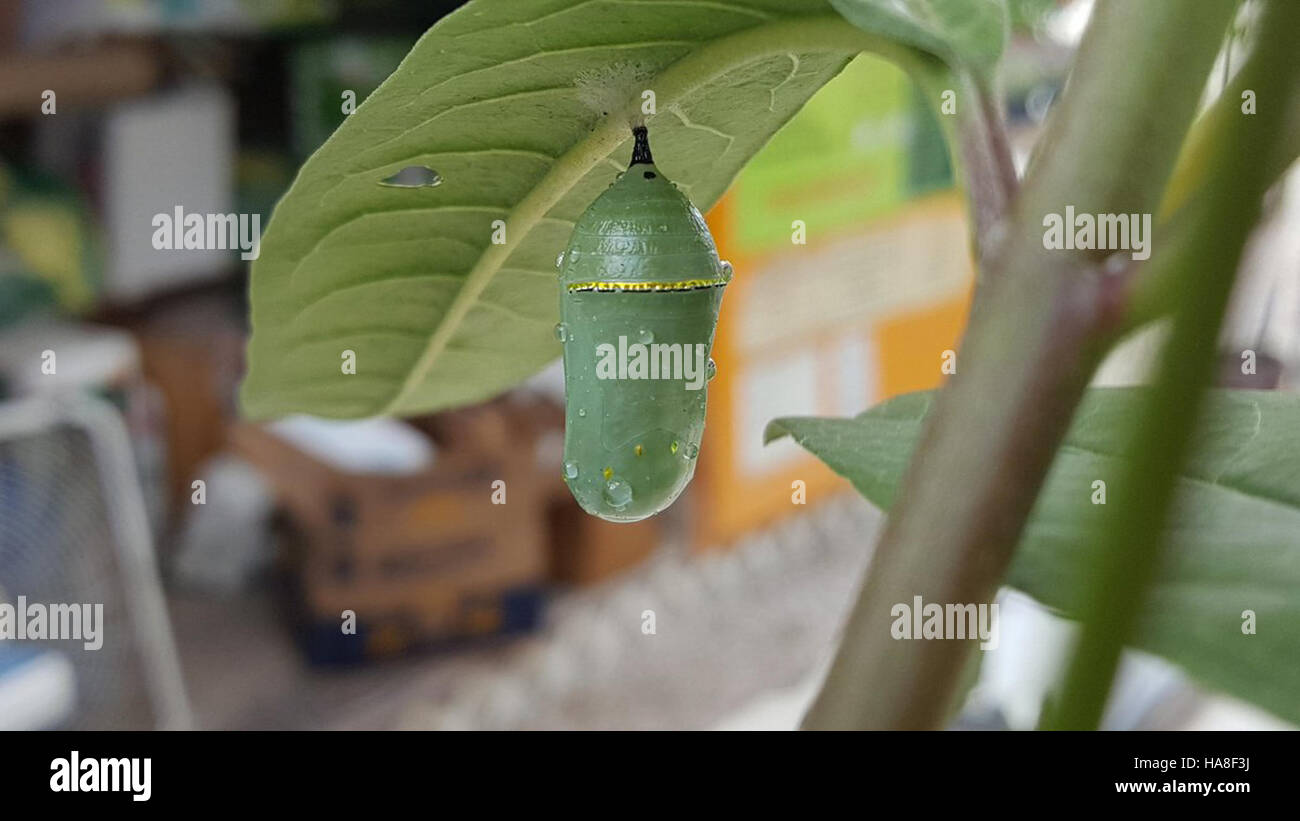 A photograph capturing a Monarch chrysalis in Florida, showcasing the ...