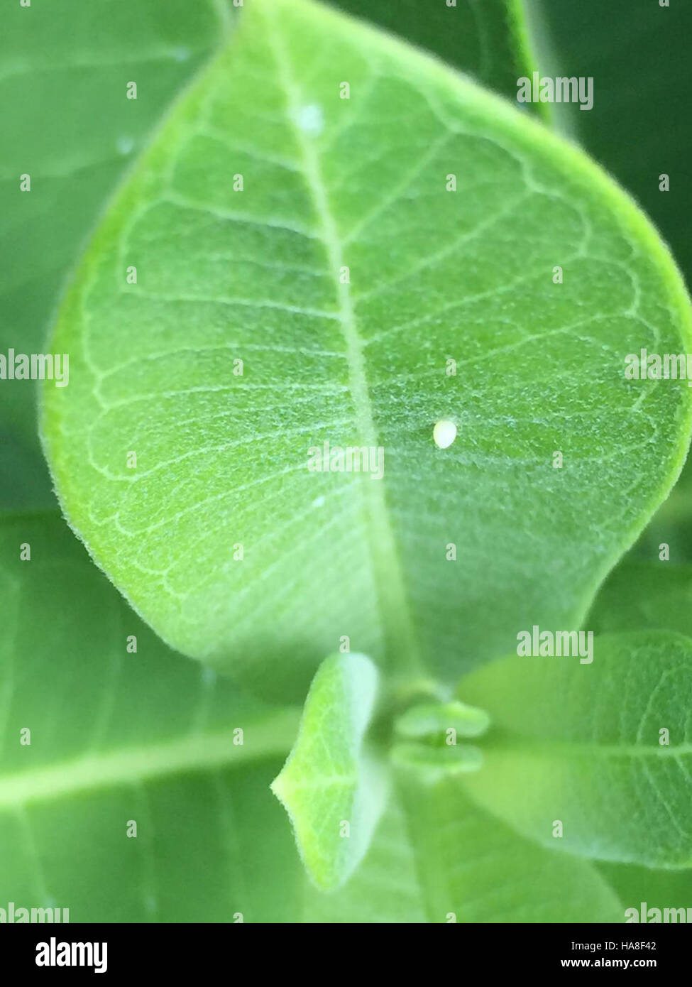 This close-up photograph captures a Monarch butterfly egg on a milkweed ...