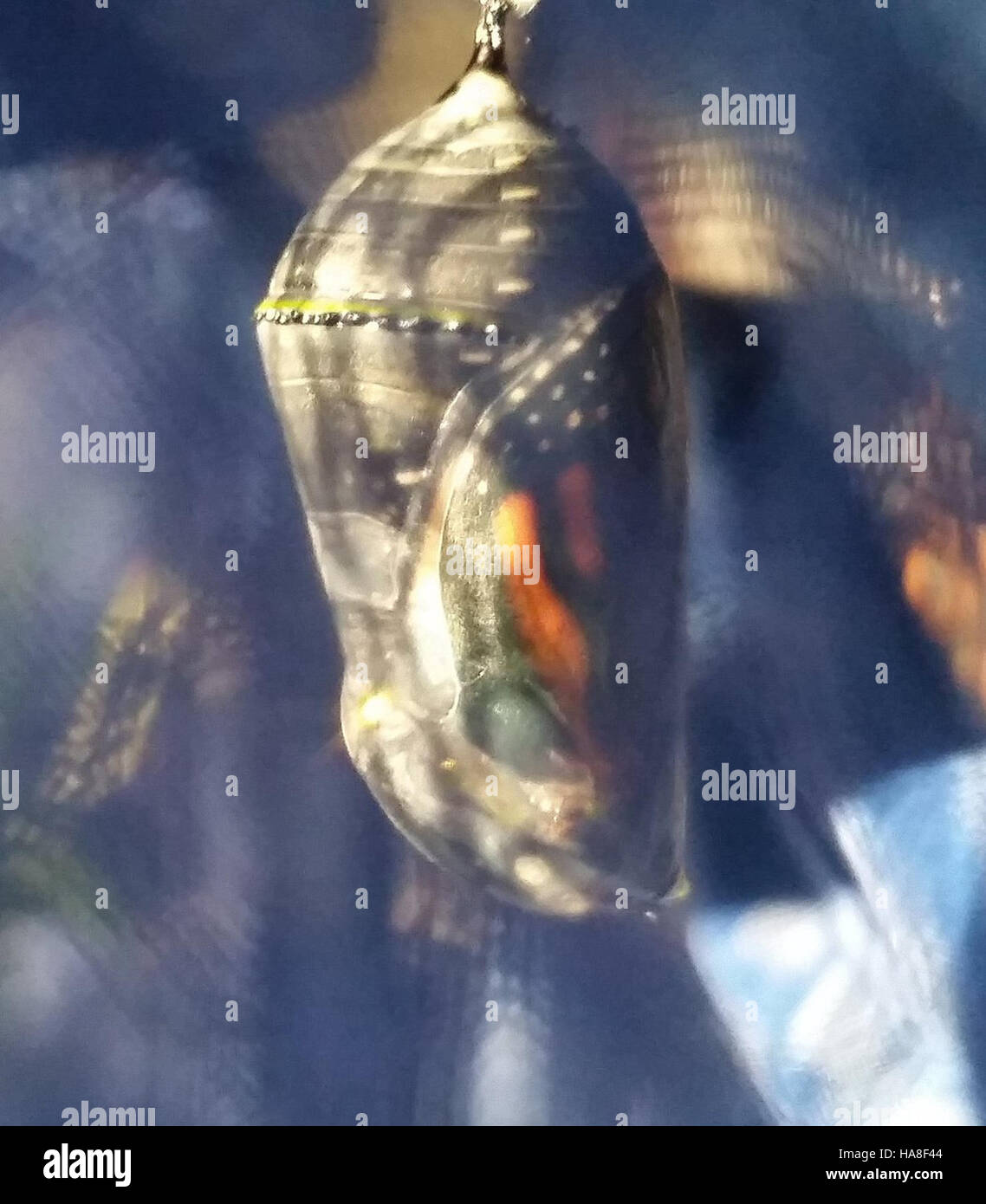 An image of a Monarch butterfly chrysalis in California, showcasing the ...