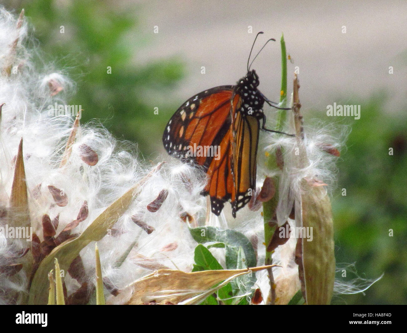 The Monarch butterfly captured in Virginia, showcasing this iconic ...