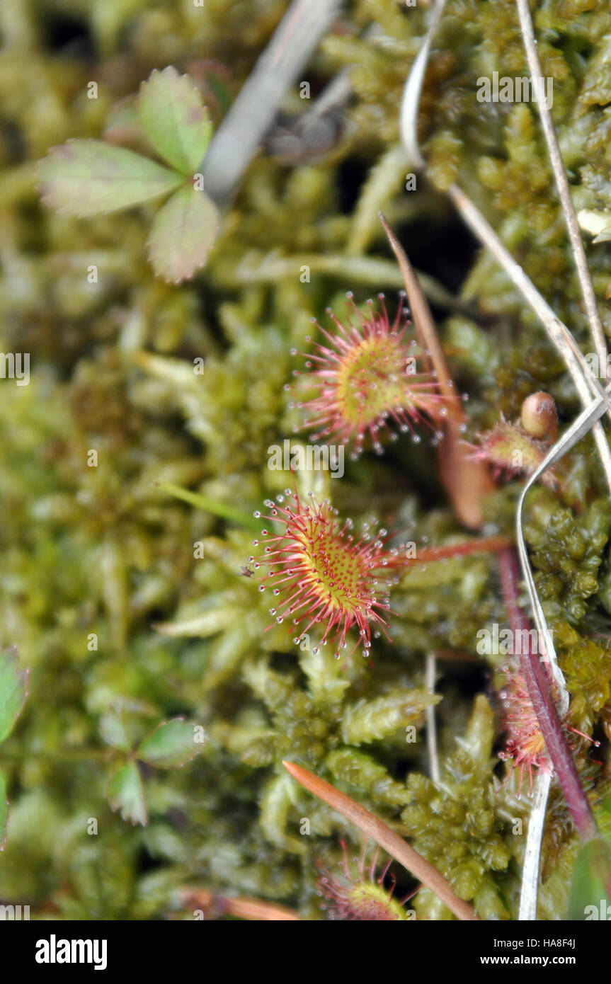 This image features the Sundew plant, a species from the Drosera genus ...