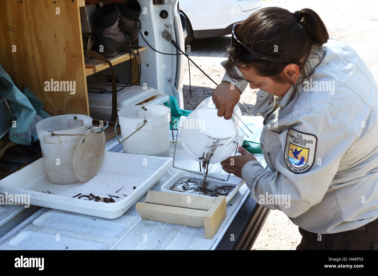 usfwsmidwest 28004176675 Larval sample Stock Photo - Alamy