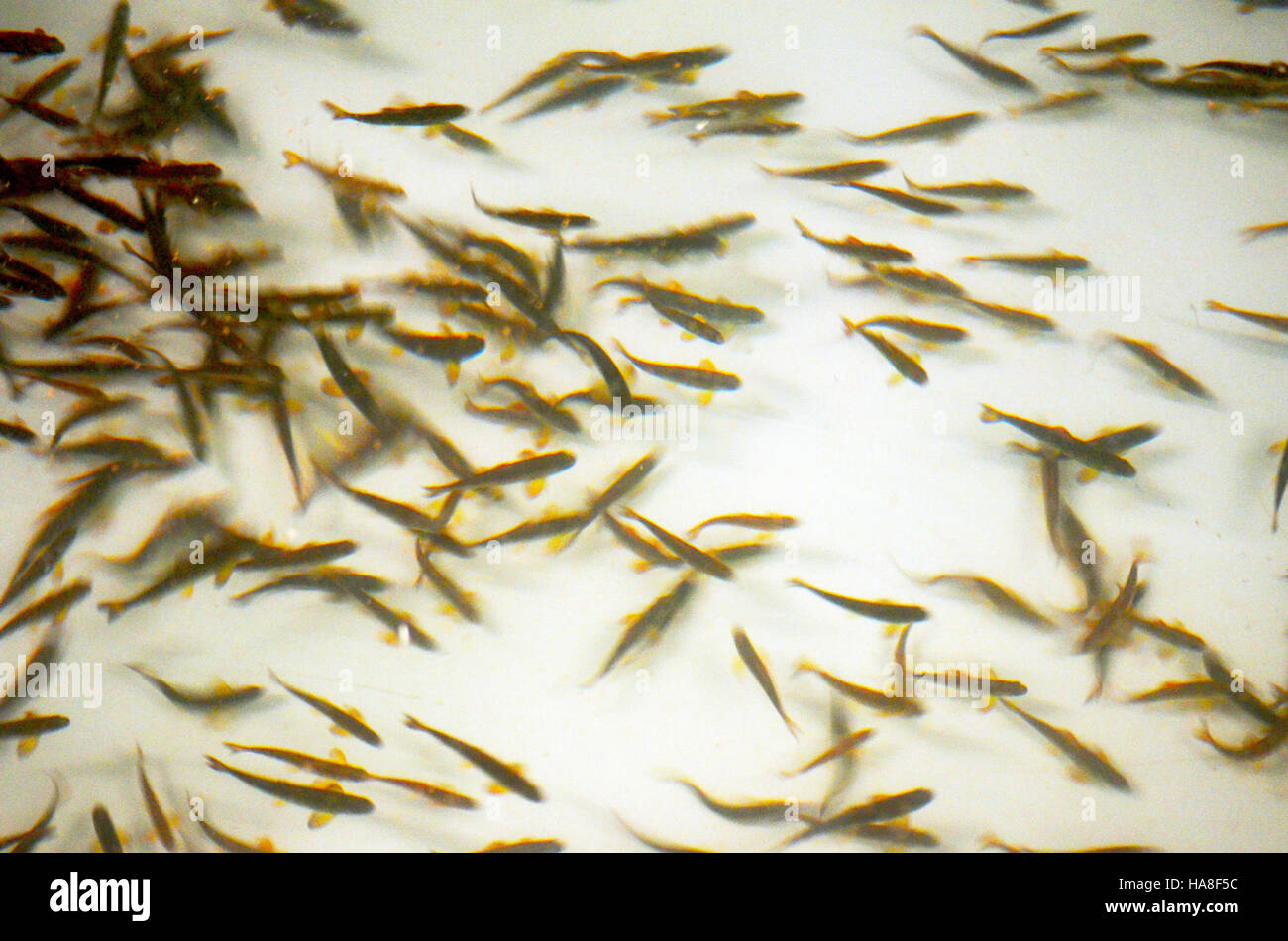 A photograph of a juvenile Atlantic salmon, taken by the U.S. Fish and ...