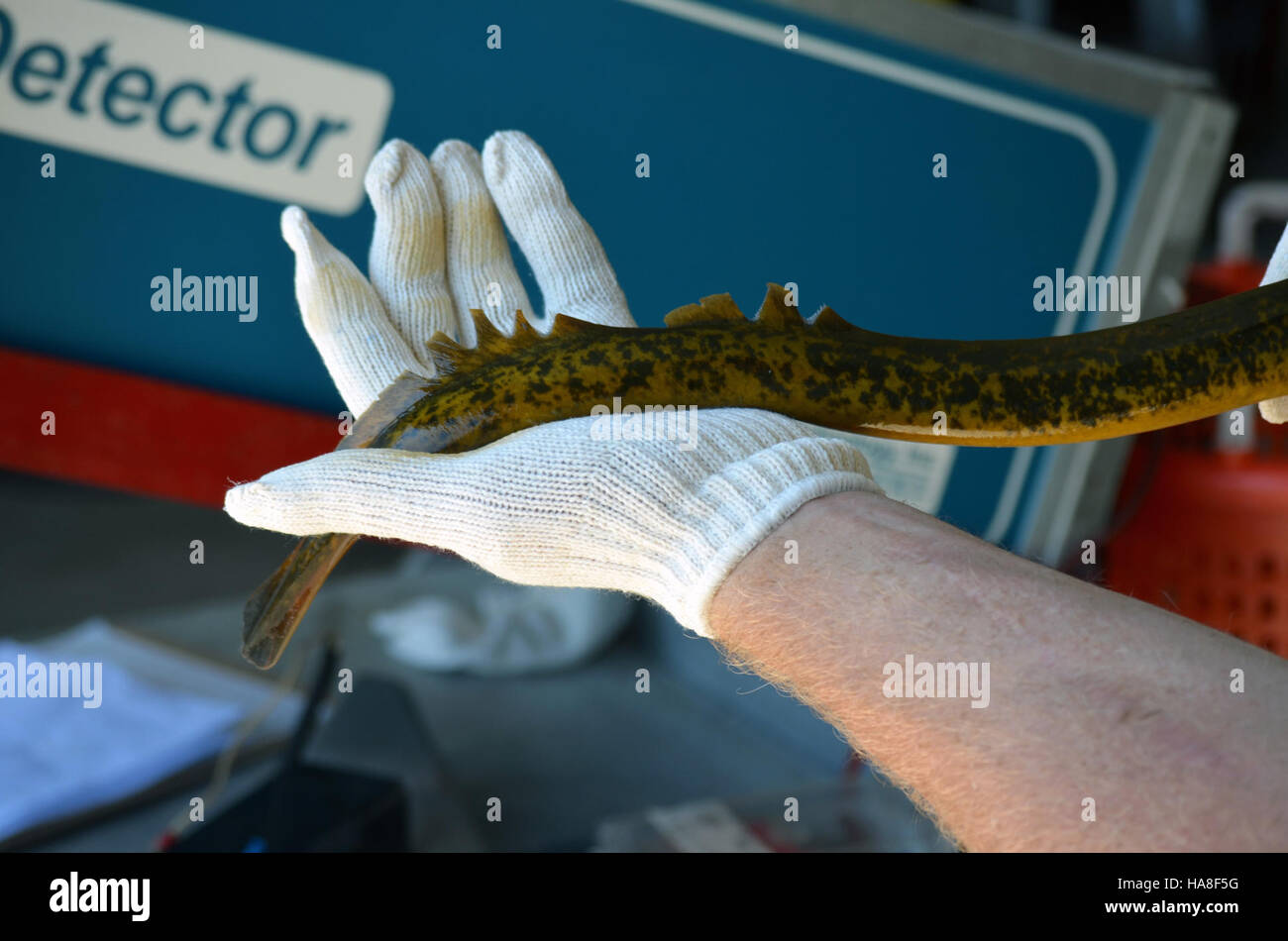 This entry concerns a tagged lamprey in the USFWS Midwest region, part ...