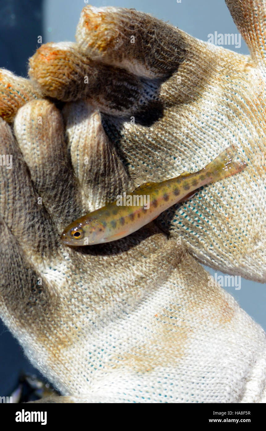 This image shows a juvenile rainbow trout parr, an early stage in the ...