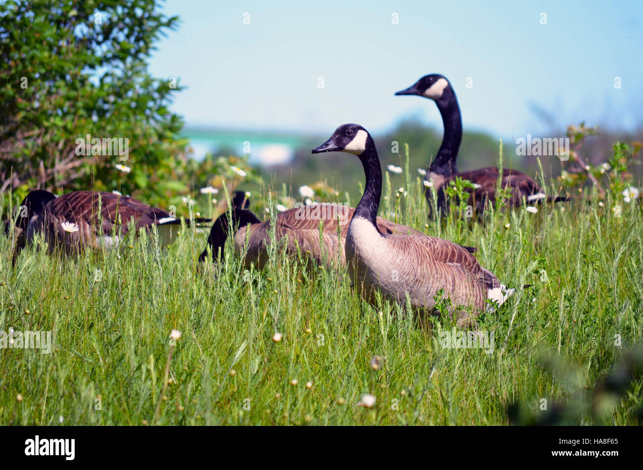 Midwestern birds in flight hi-res stock photography and images - Alamy