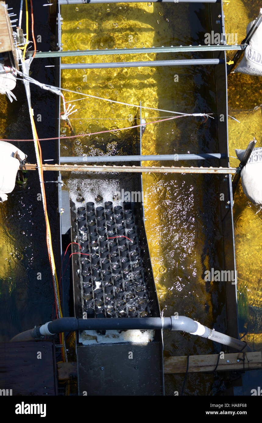 The Eel Ladder, identified as 'usfwsmidwest 28096432701', is a crucial ...