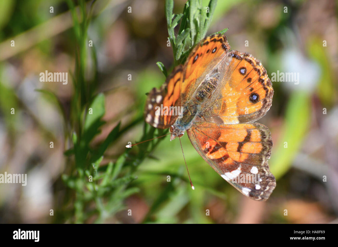 The image titled 'Upclose American lady' provides a detailed and ...