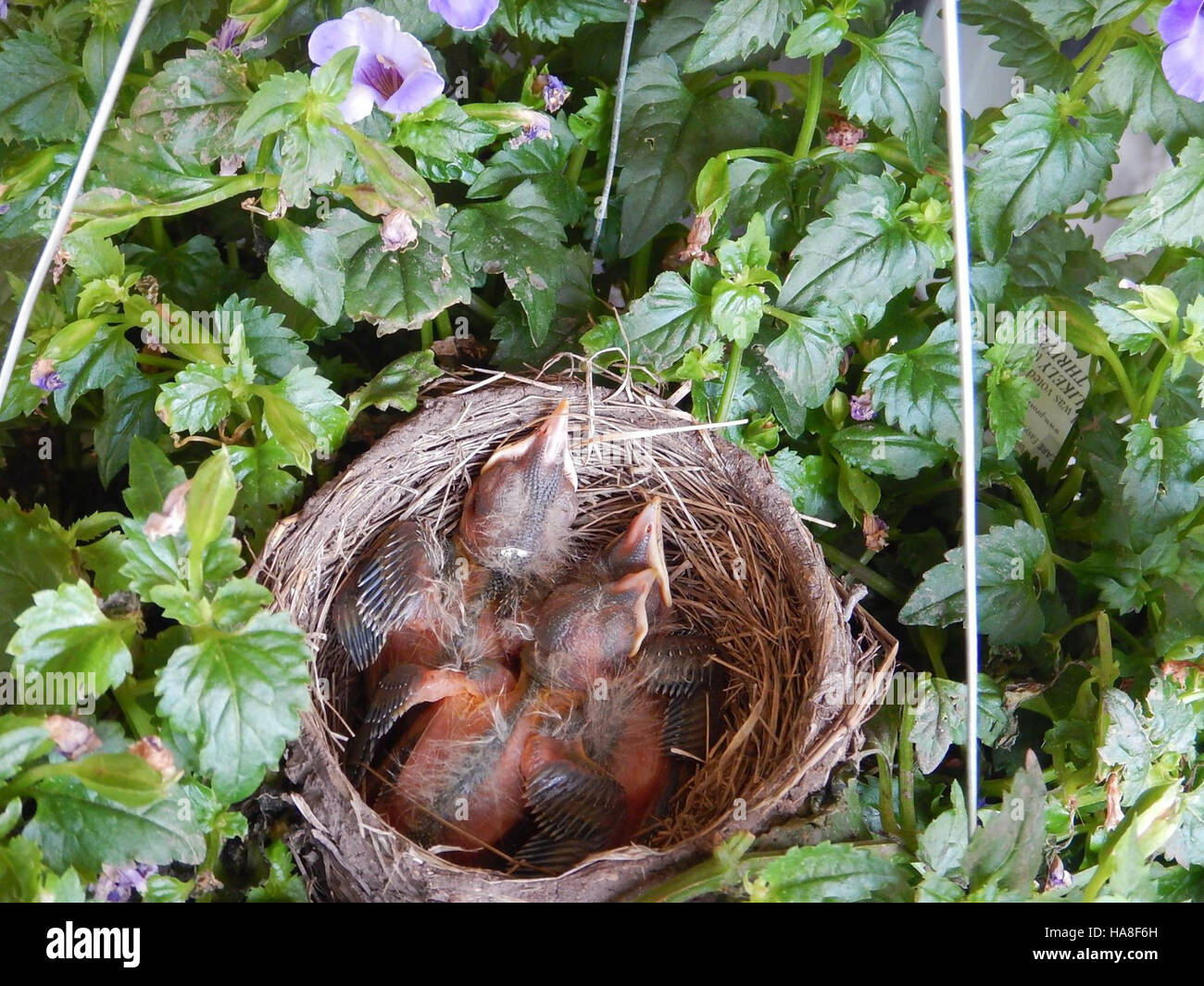 A photograph of a robin's nest taken by the U.S. Fish and Wildlife ...