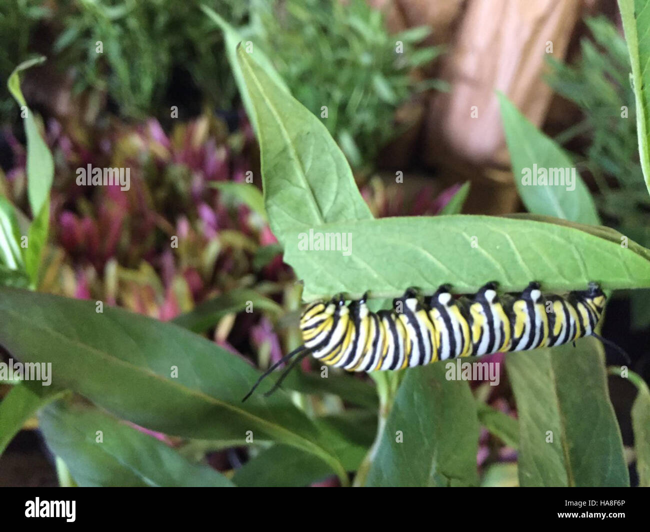 Image of a Monarch caterpillar in its natural environment. This insect ...