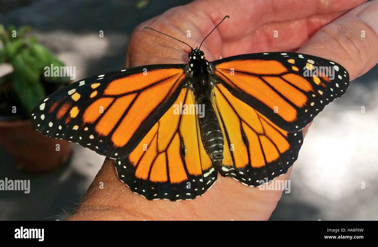 A Monarch butterfly is pictured in California, showcasing its ...