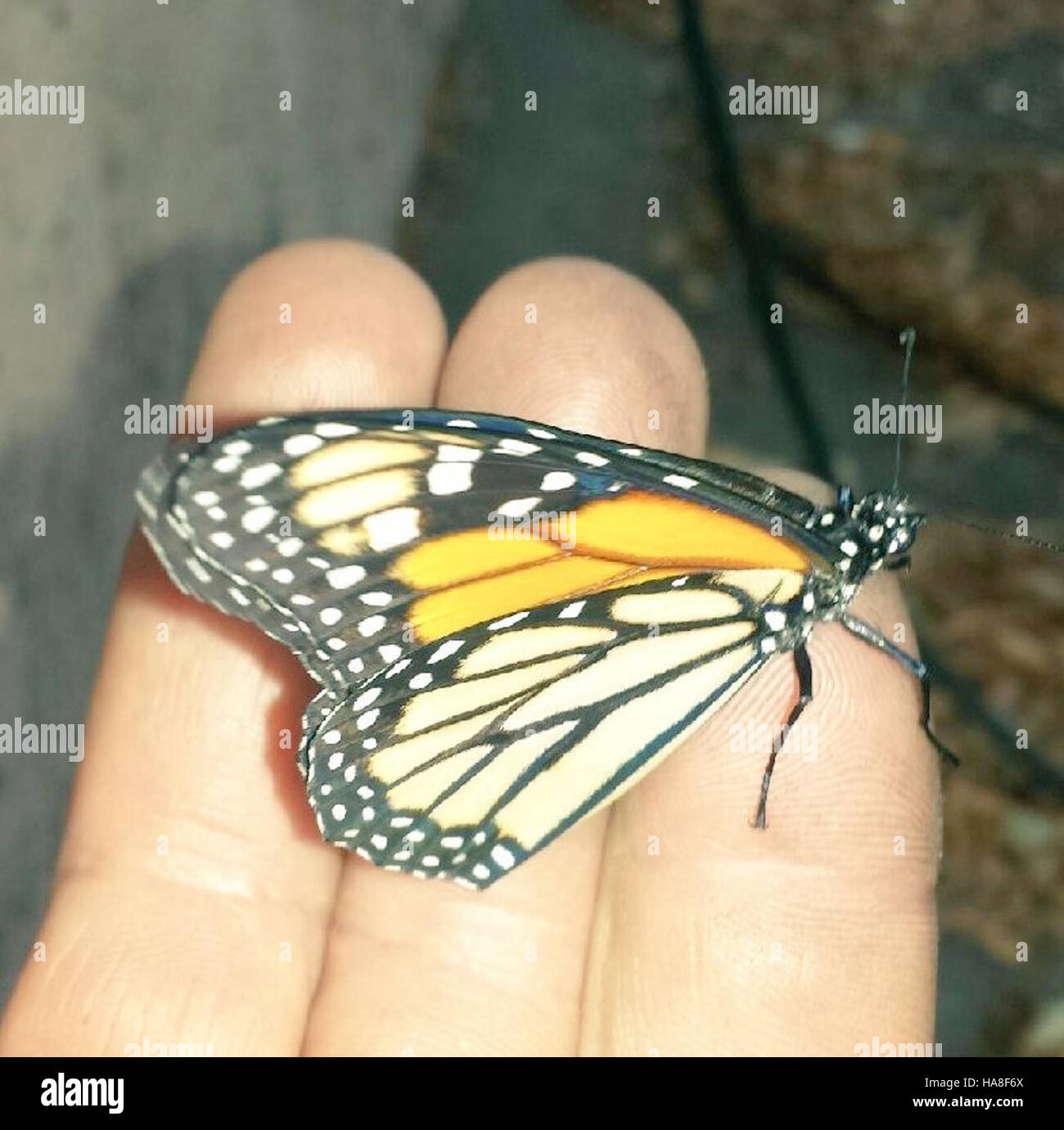 A photograph capturing a Monarch butterfly in California. The image ...