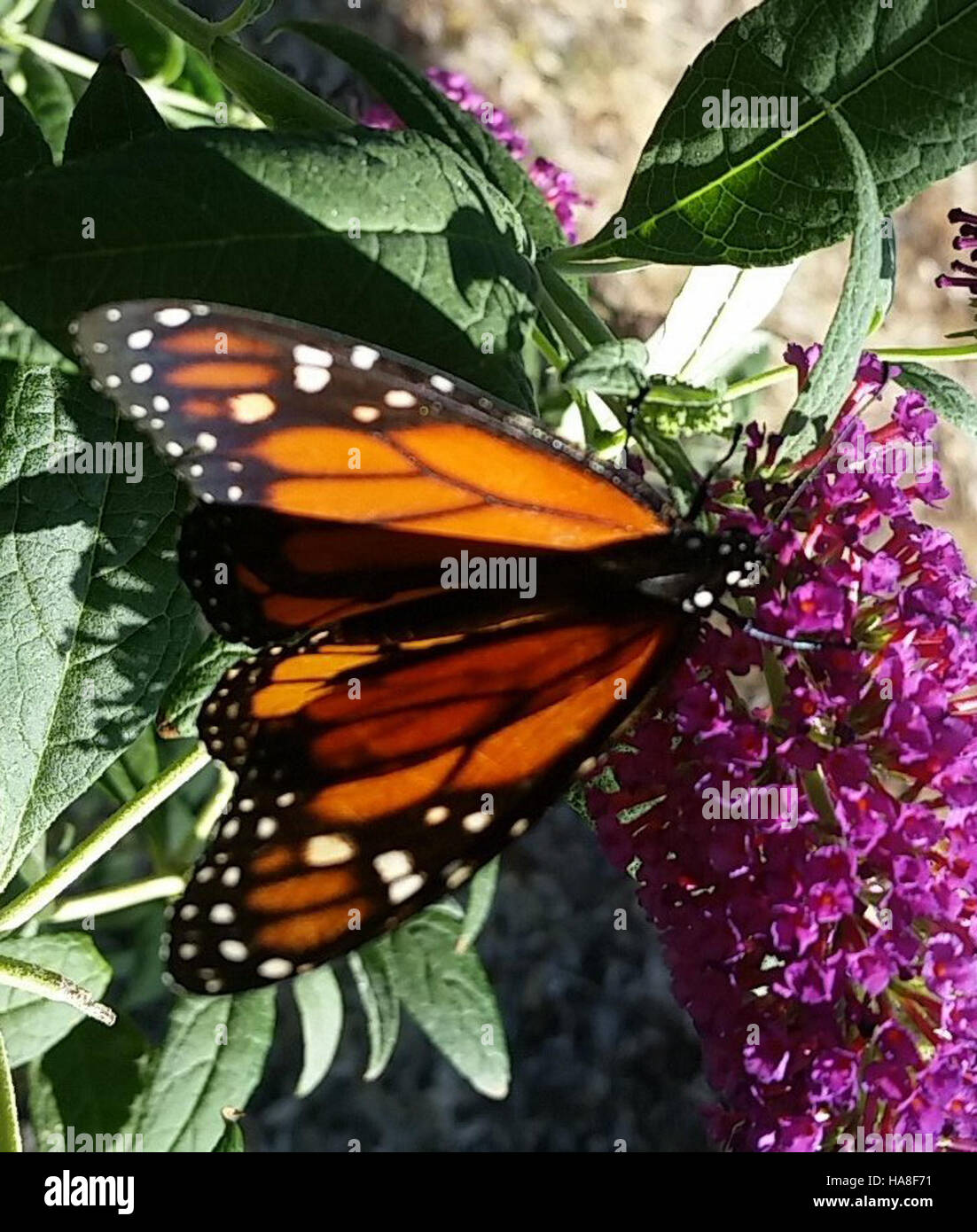 This image shows a Monarch butterfly in California, likely captured in ...
