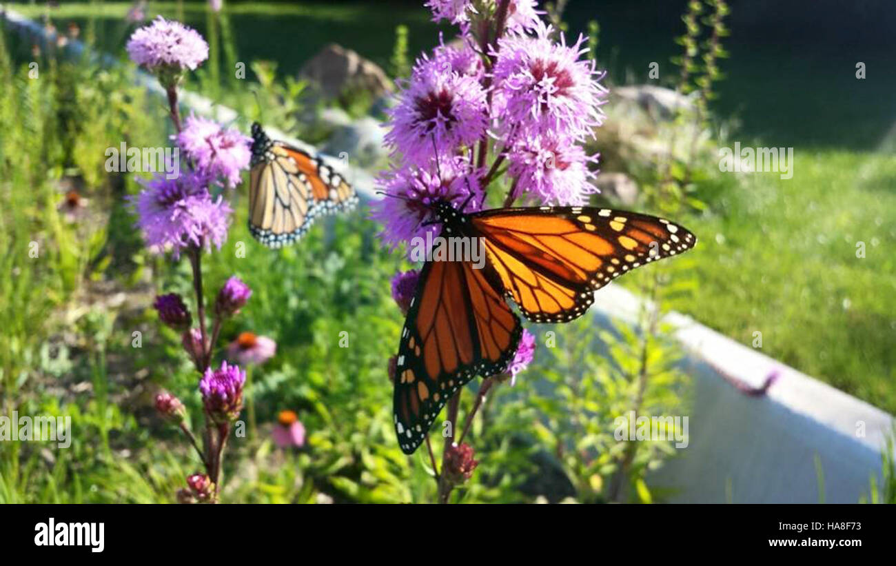 An image capturing the Monarch butterflies in Indiana, showcasing their ...