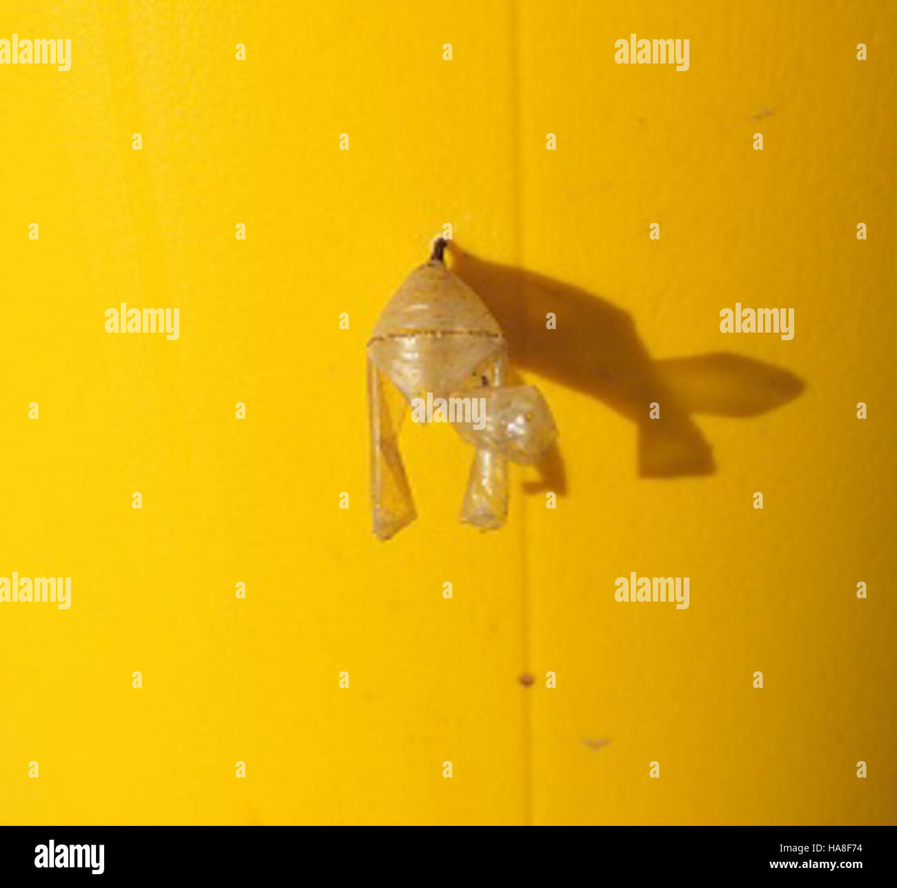 The Empty Chrysalis at the Jordan River National Fish Hatchery in ...