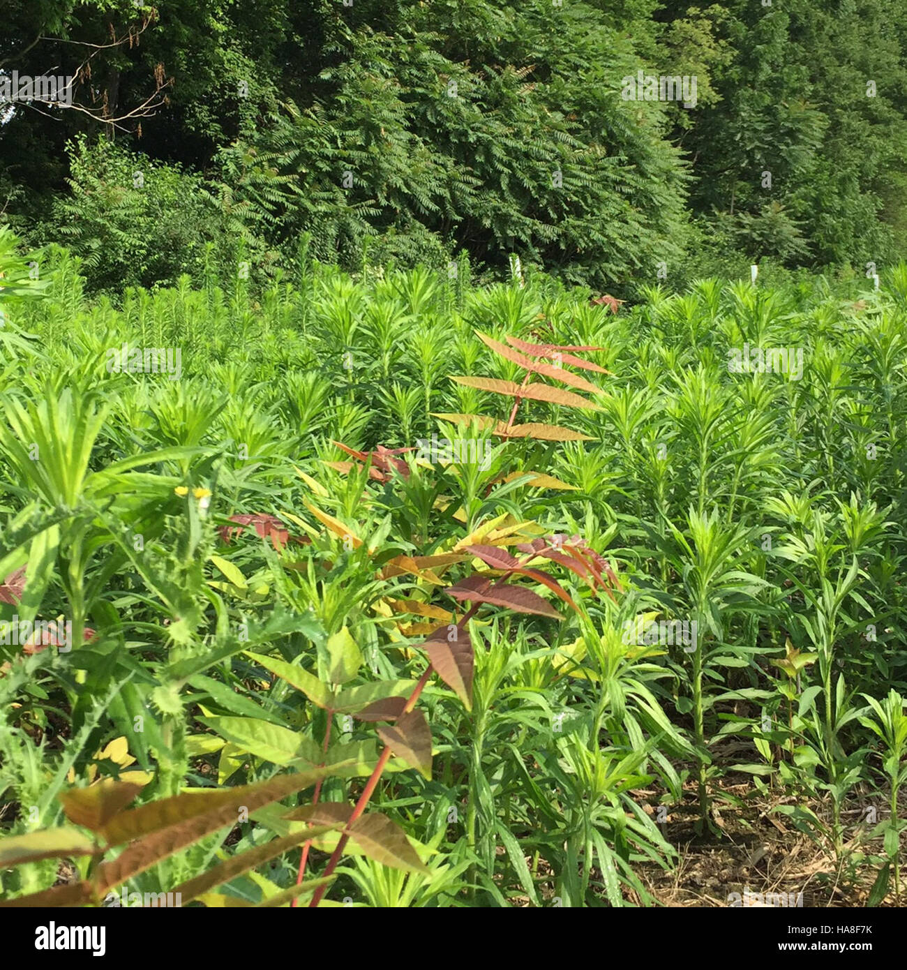This document discusses efforts by the U.S. Fish and Wildlife Service ...