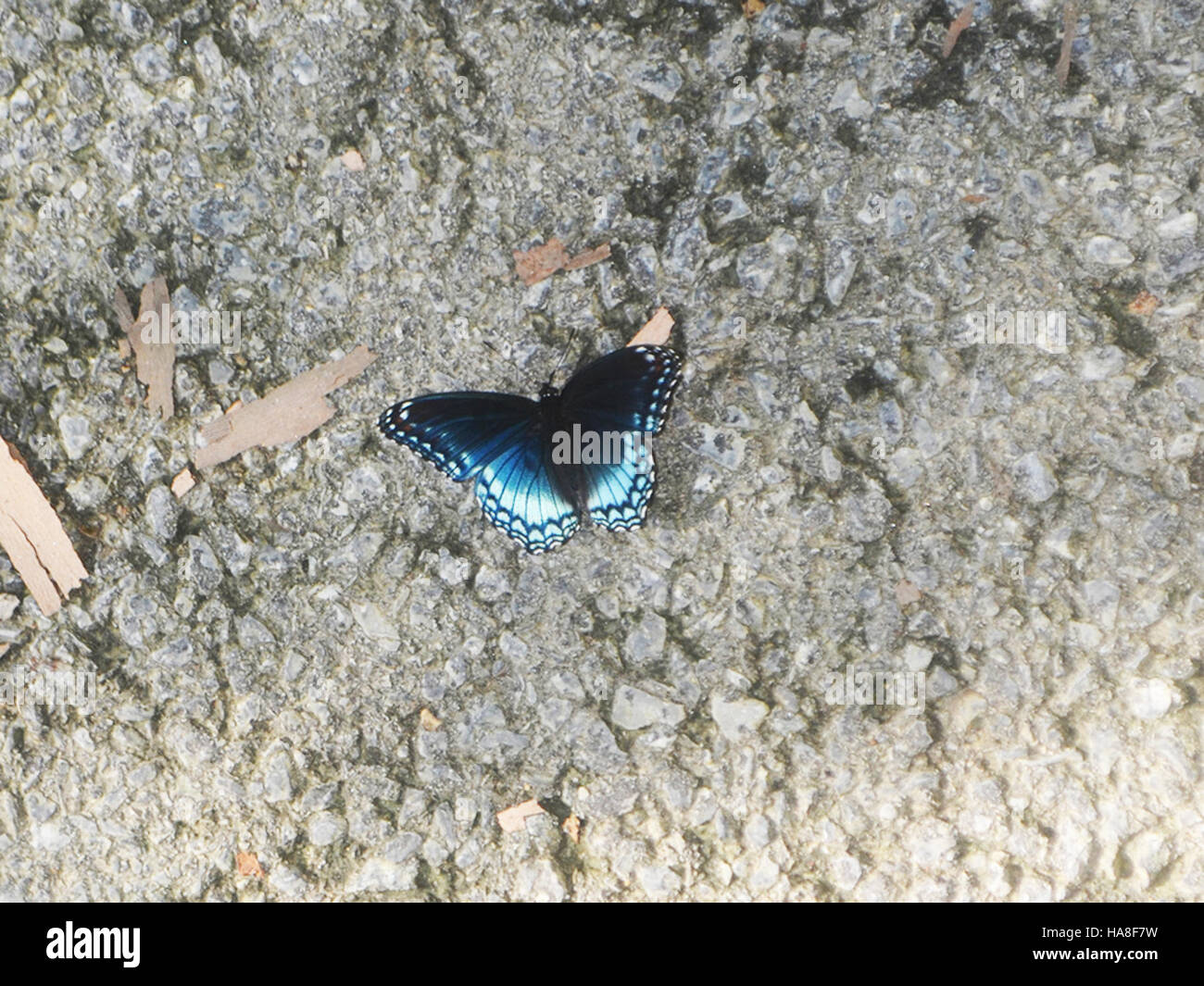 The Red-spotted Purple butterfly (Limenitis arthemis) is captured in ...