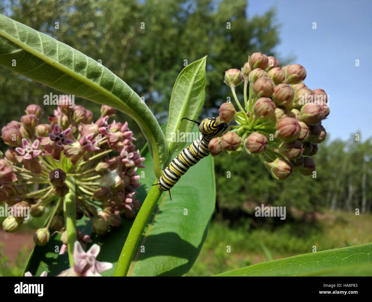 A Monarch caterpillar is seen feeding on Common Milkweed in Minnesota ...