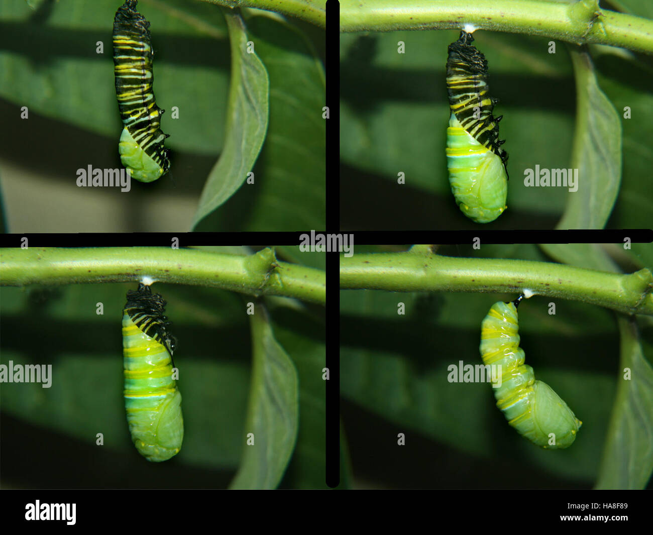 This image shows the transformation of a Monarch caterpillar into a ...
