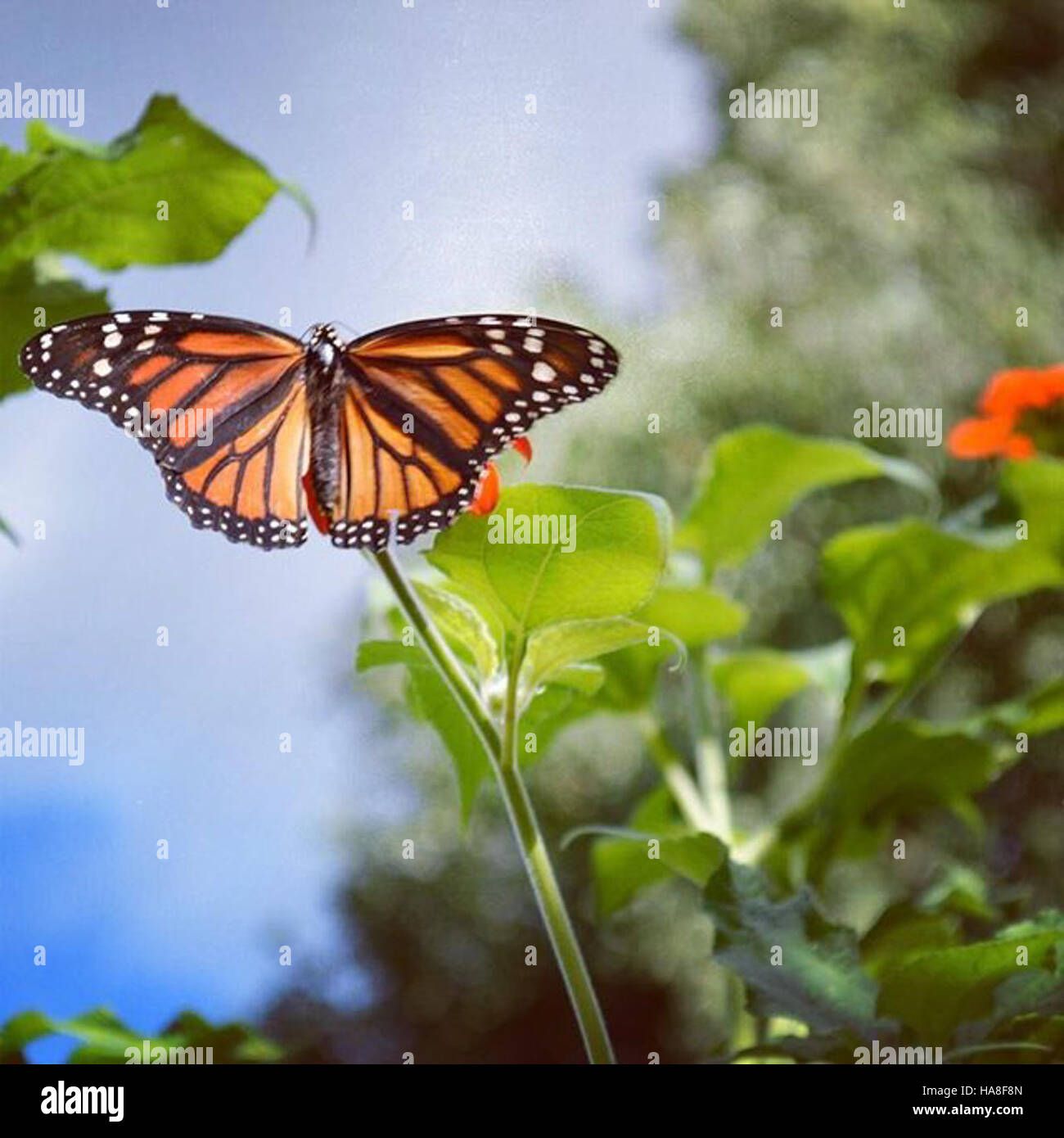 This image features a Monarch butterfly (Danaus plexippus) in Illinois ...