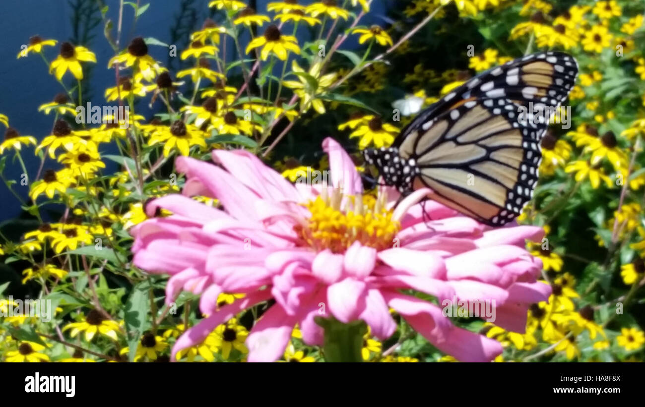 The Monarch Butterfly, featured in this photograph taken in Illinois ...
