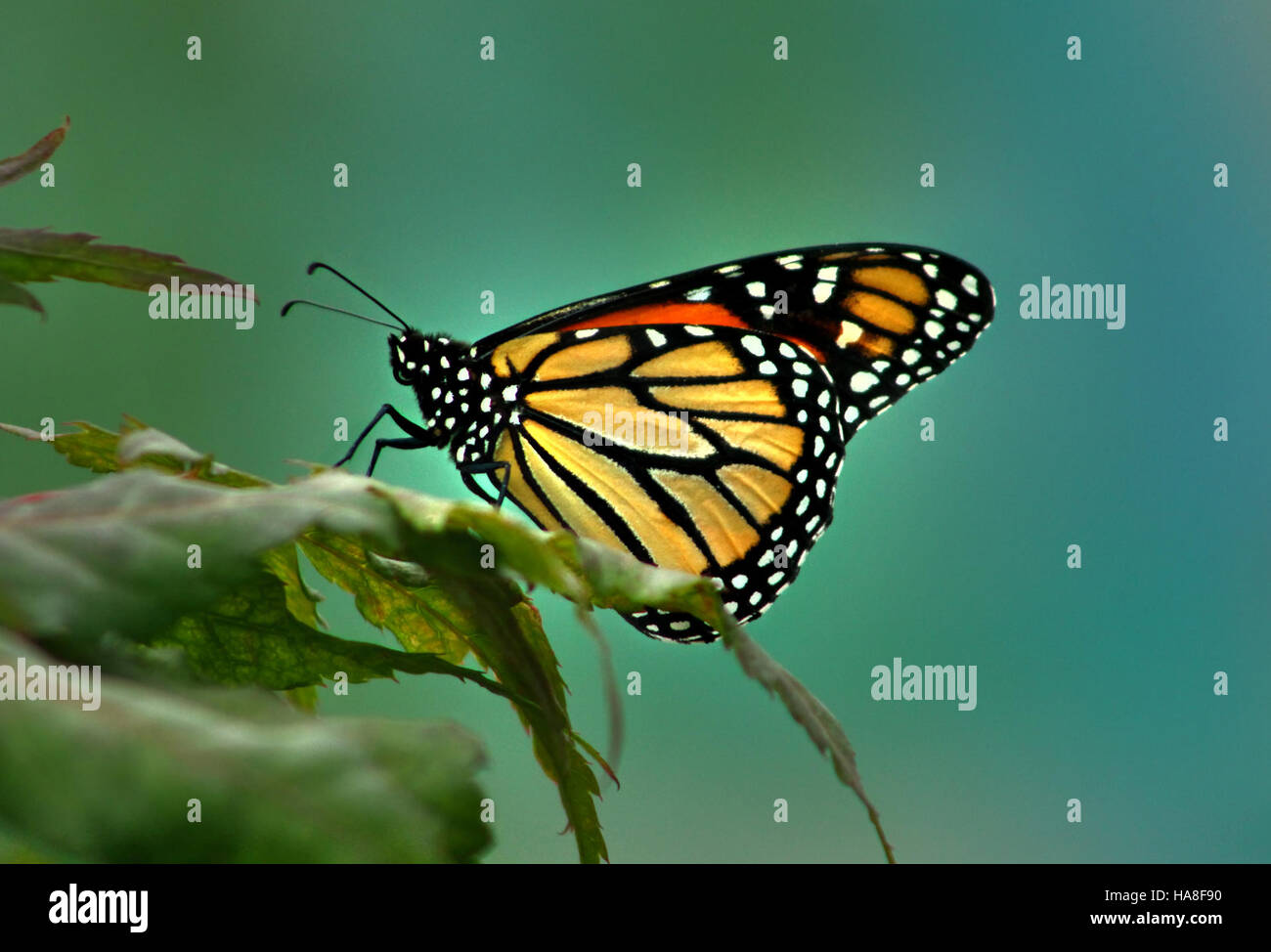 This photograph captures a Monarch Butterfly (Danaus plexippus) in ...